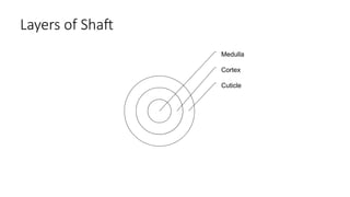 Skin human anatomy with details anatomy human | PPT