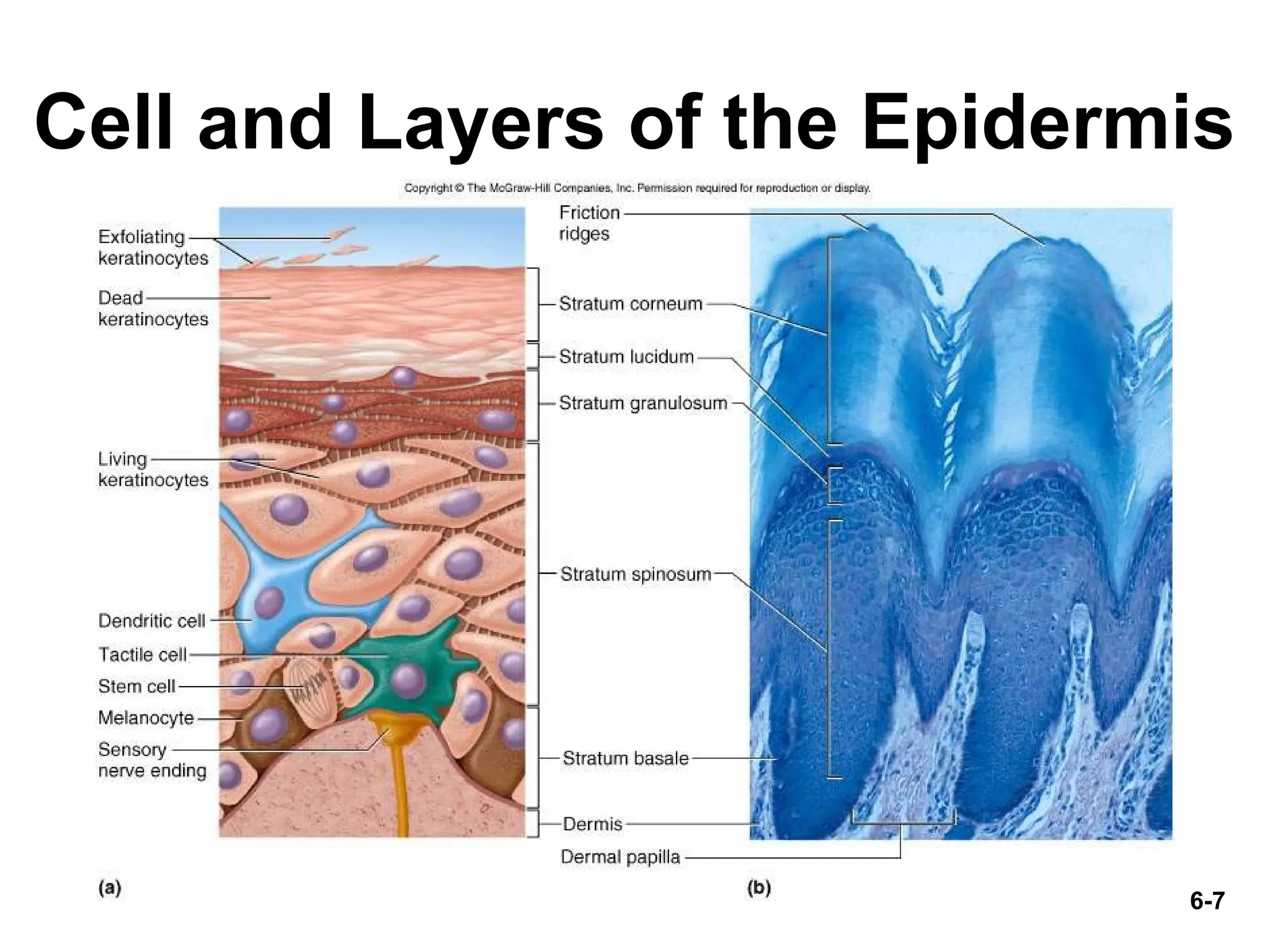 human body and the sensory organ Skin.ppt