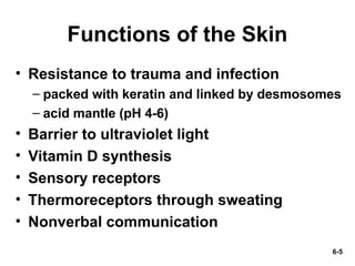 human body and the sensory organ Skin.ppt