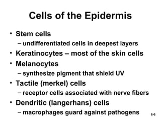 human body and the sensory organ Skin.ppt