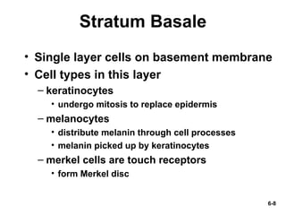 human body and the sensory organ Skin.ppt