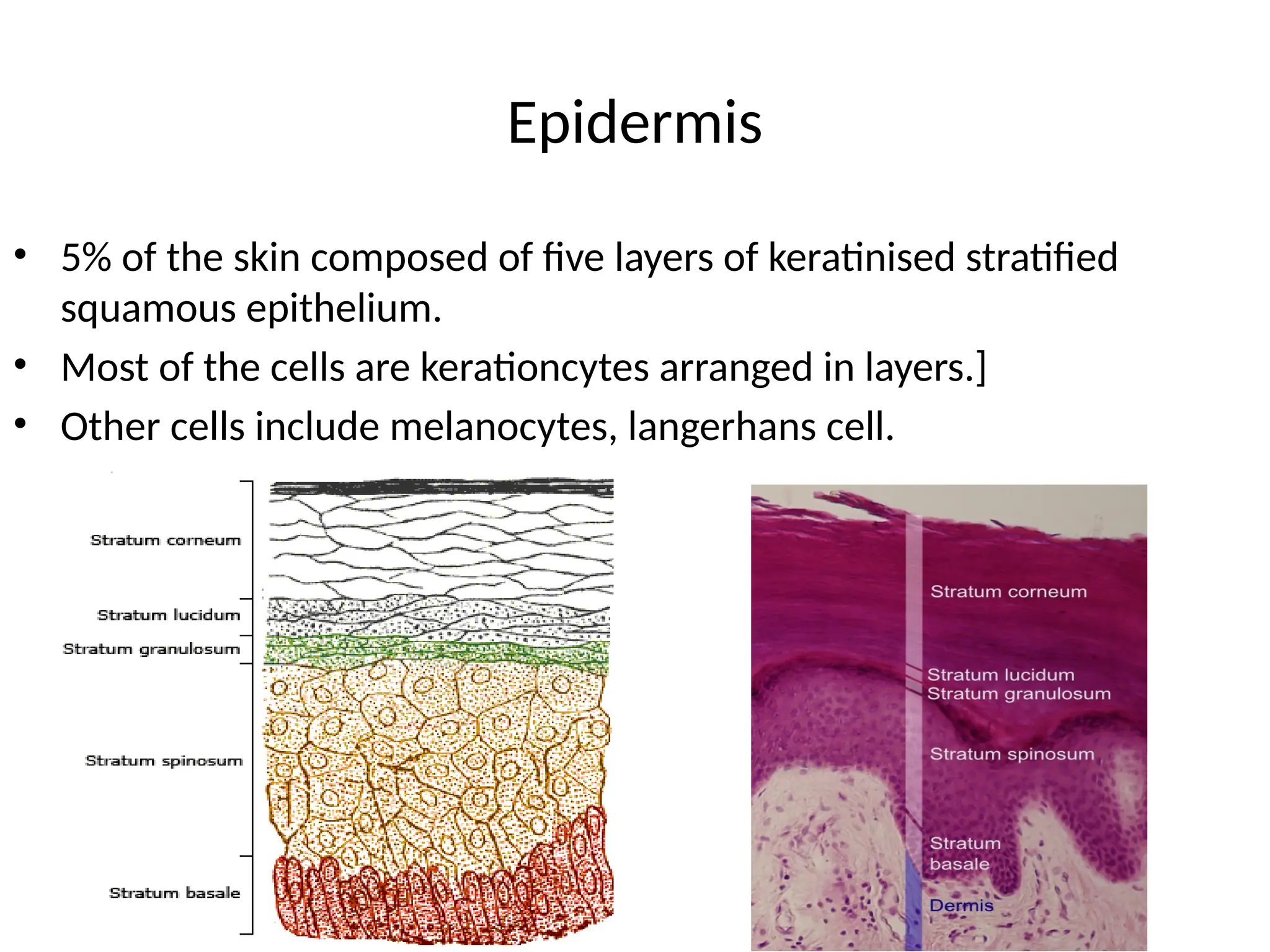 skin.pptx presentation on skin and its layers information | PPTX