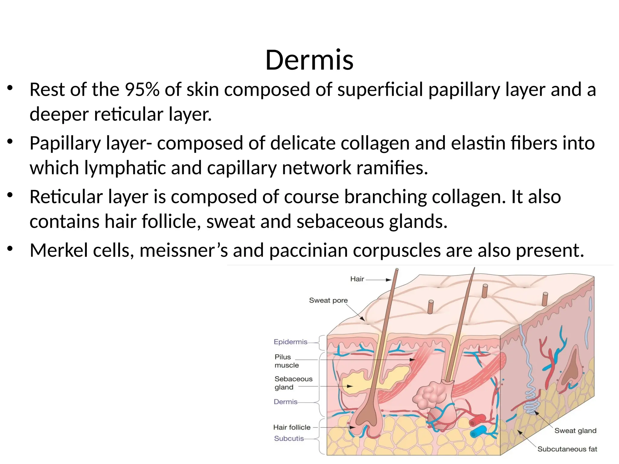 skin.pptx presentation on skin and its layers information | PPTX