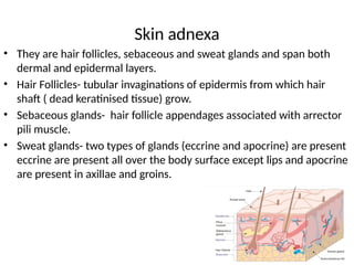 skin.pptx presentation on skin and its layers information | PPT