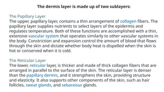 Skin anatomy Human body description _ BSc Level | PPT