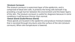 Skin anatomy Human body description _ BSc Level | PPTX