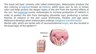 Skin anatomy Human body description _ BSc Level | PPTX
