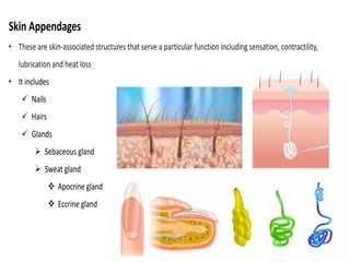 Understanding the Structure and Functions of the Skin in Human Physiolo ...