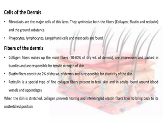 Understanding the Structure and Functions of the Skin in Human Physiolo ...