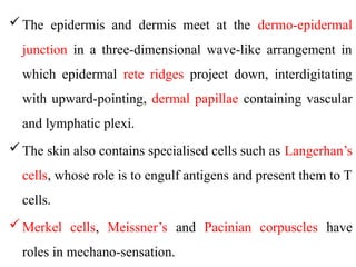SKIN Anatomy and physiology and associated diseases | PPTX