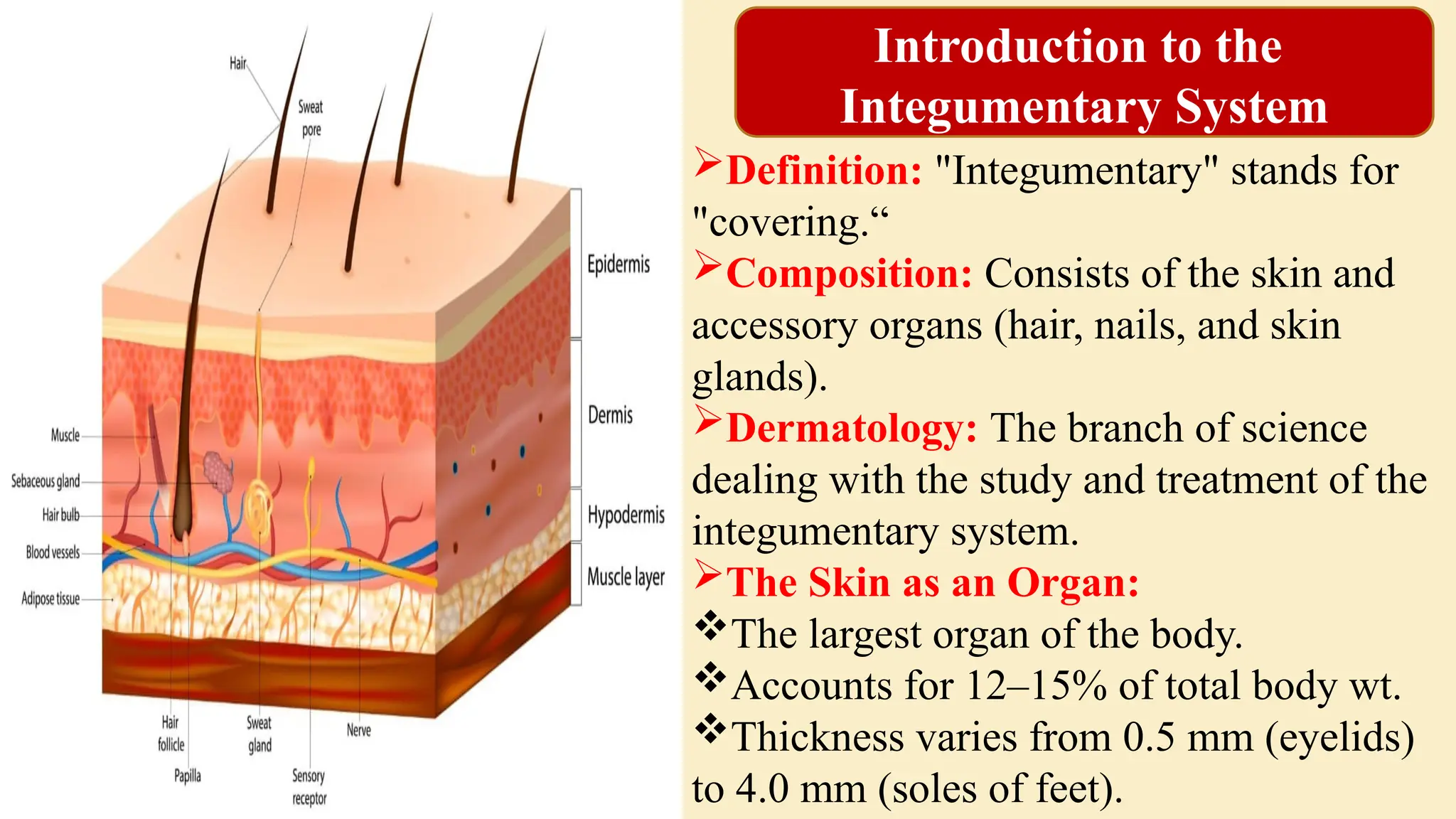 Structure and function of Integumentary system (skin).pptx