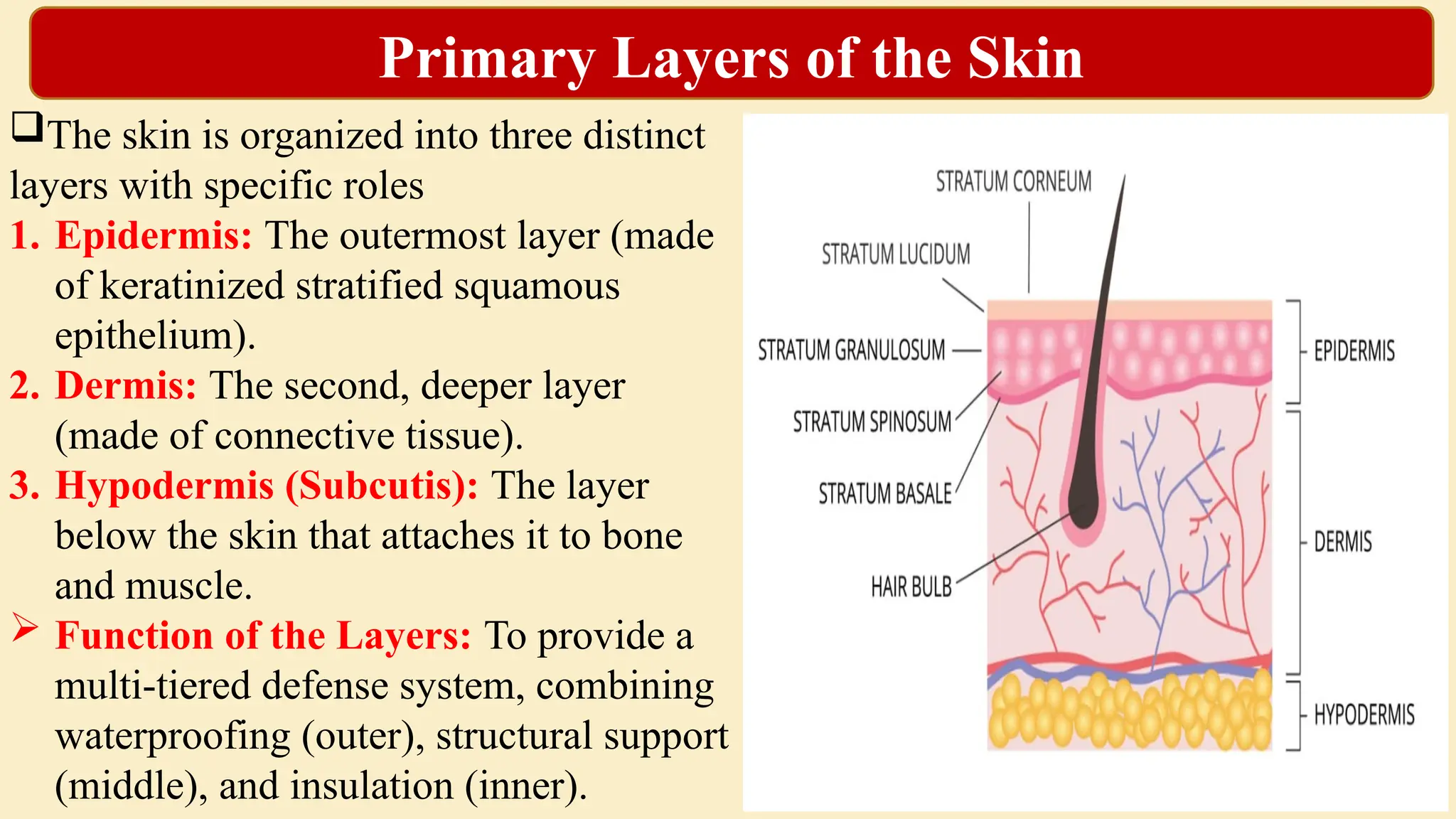 Structure and function of Integumentary system (skin).pptx