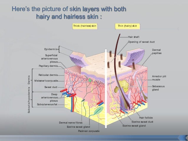 SKIN : Excretory system in Human