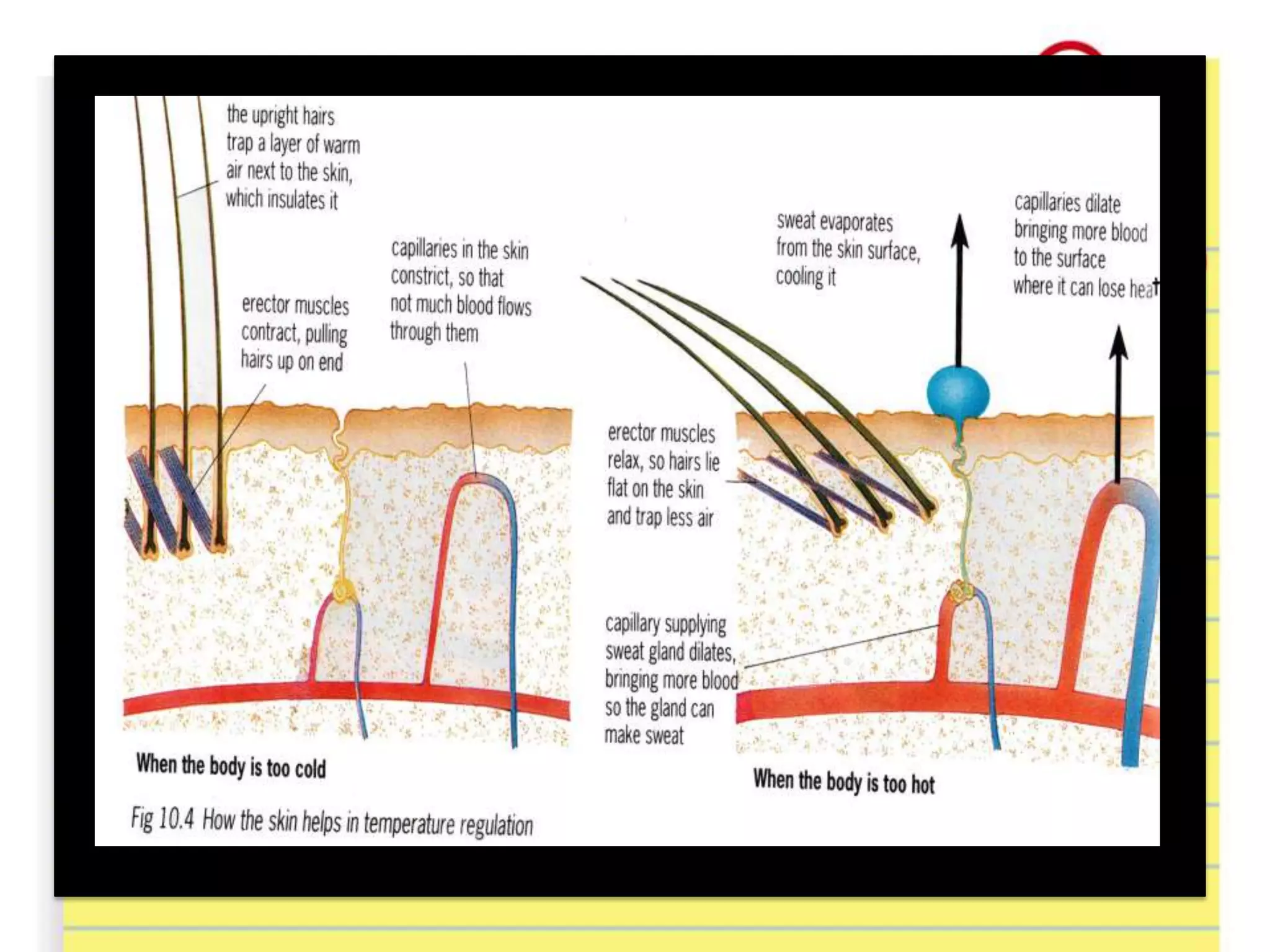 Skin homeostasis | PPTX