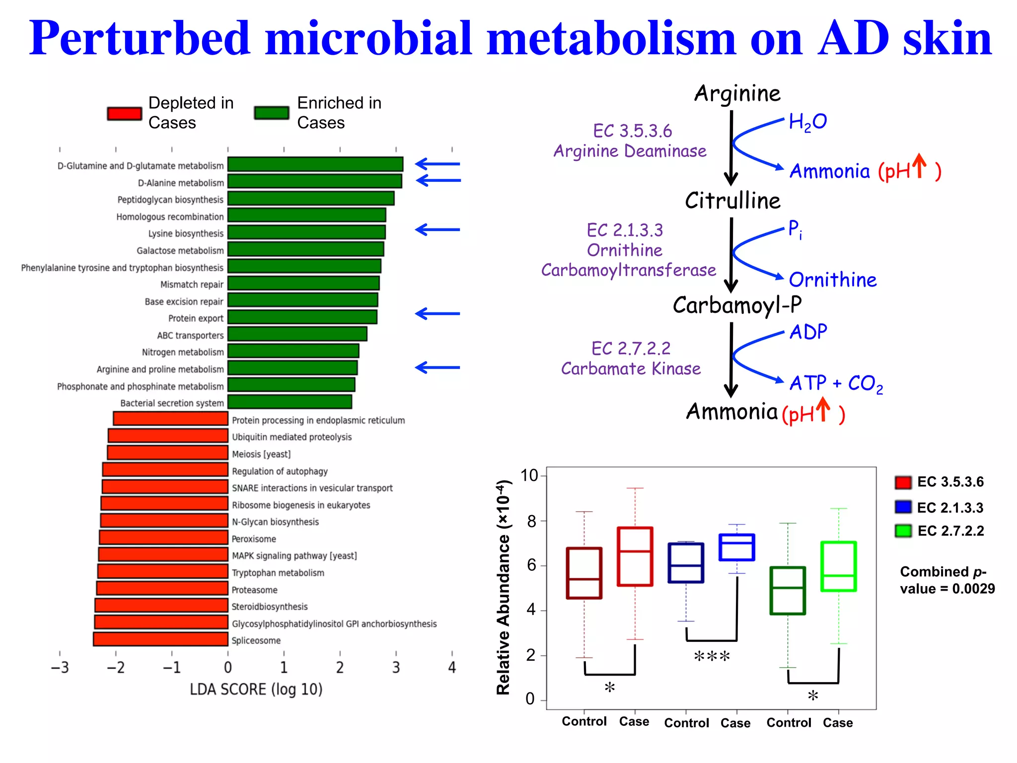 The Role of the Skin Microbiome in Atopic Dermatitis (Eczema) | PDF