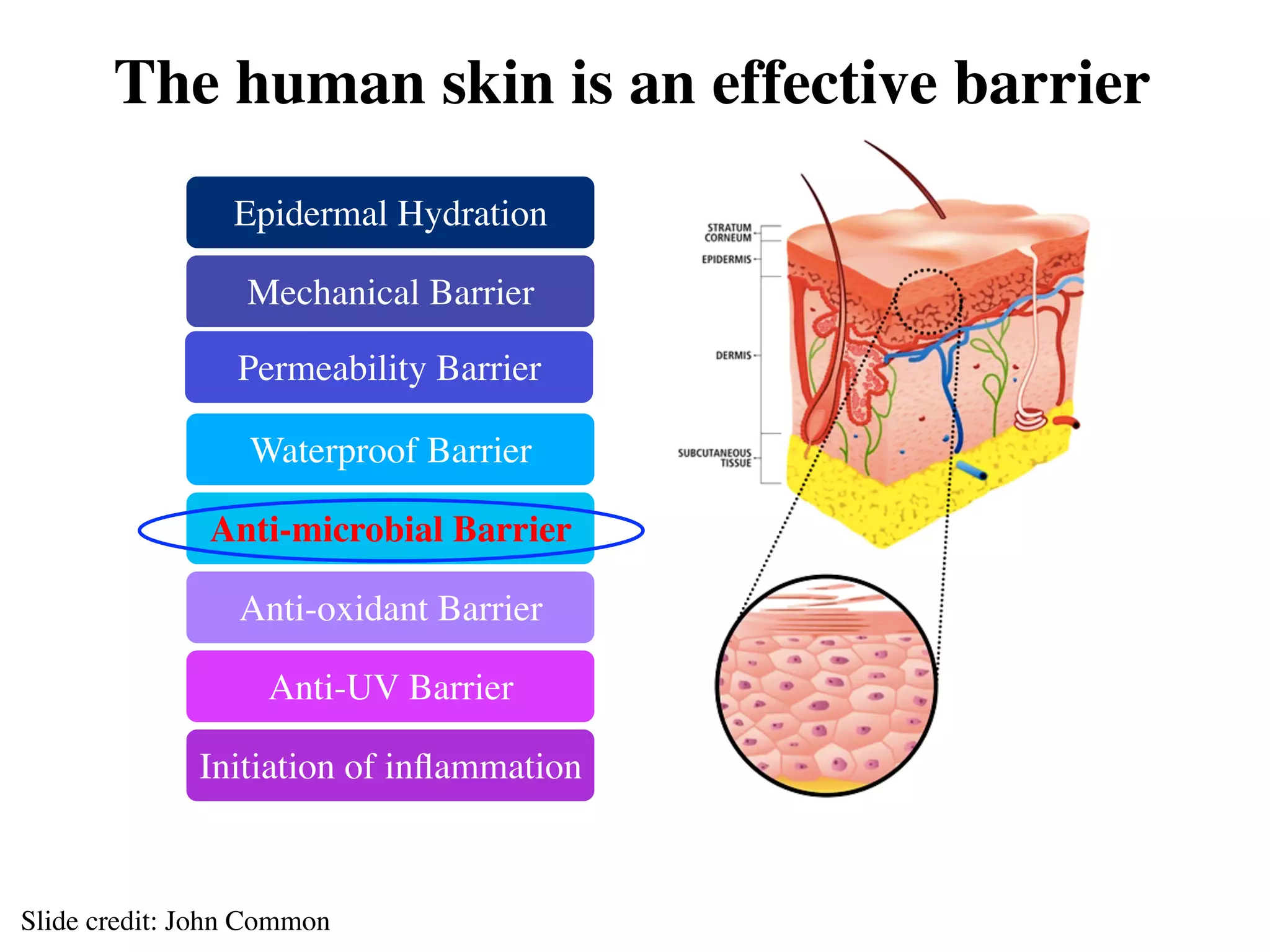 The Role of the Skin Microbiome in Atopic Dermatitis (Eczema) | PDF