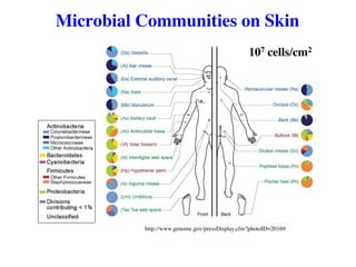 The Role of the Skin Microbiome in Atopic Dermatitis (Eczema) | PDF