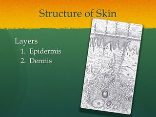 Skin | PPTX