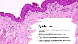 Skin & Deep fascia | PPTX