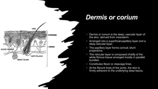 Skin & Deep fascia | PPTX