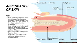 Skin & Deep fascia | PPTX