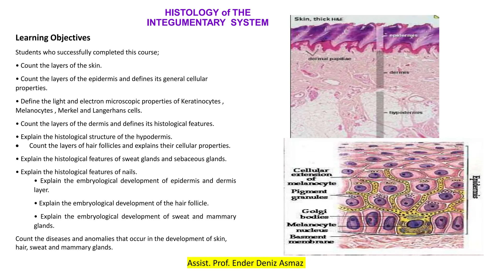 Skin Tissue - Histology and Embryrology. | PPTX