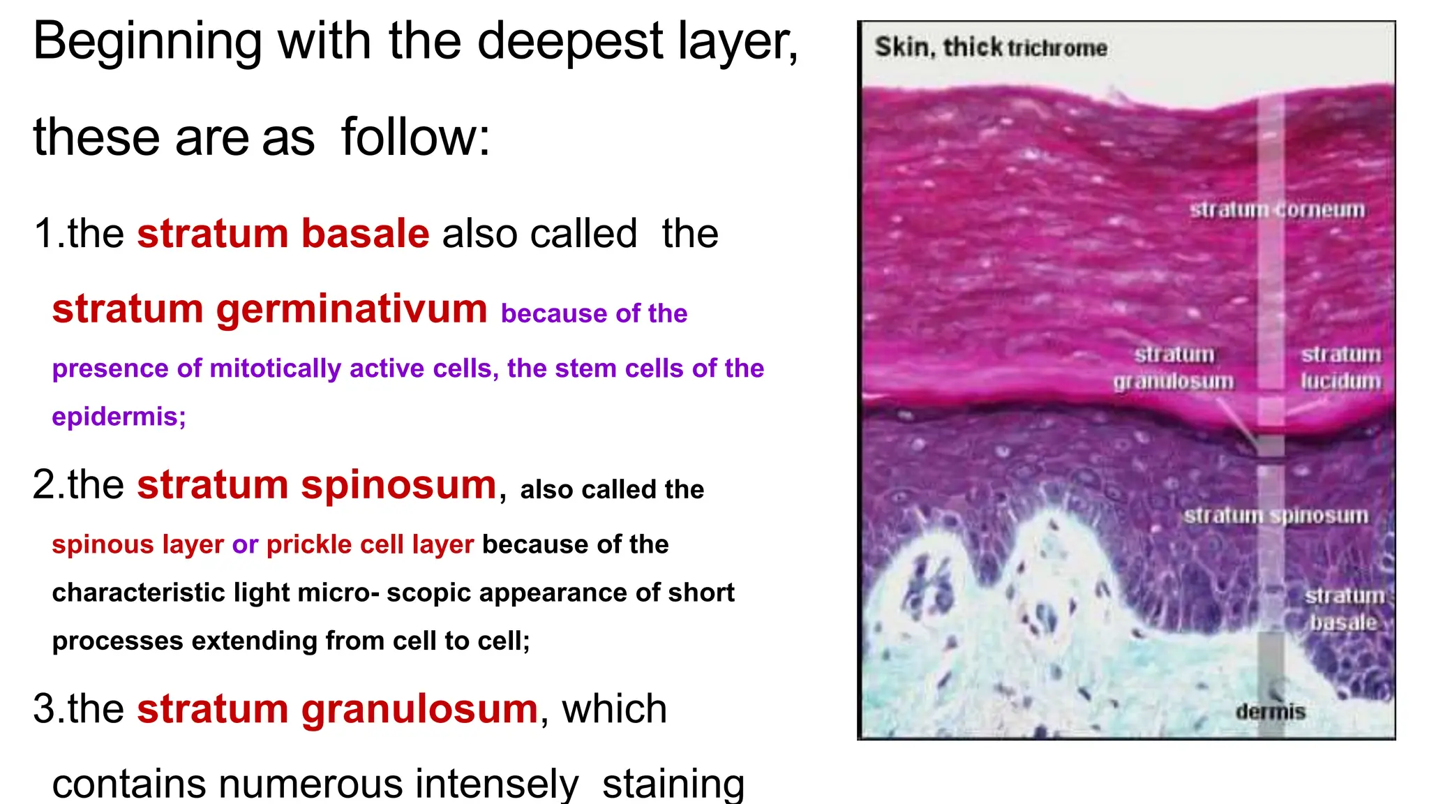 Skin Tissue - Histology and Embryrology. | PPTX
