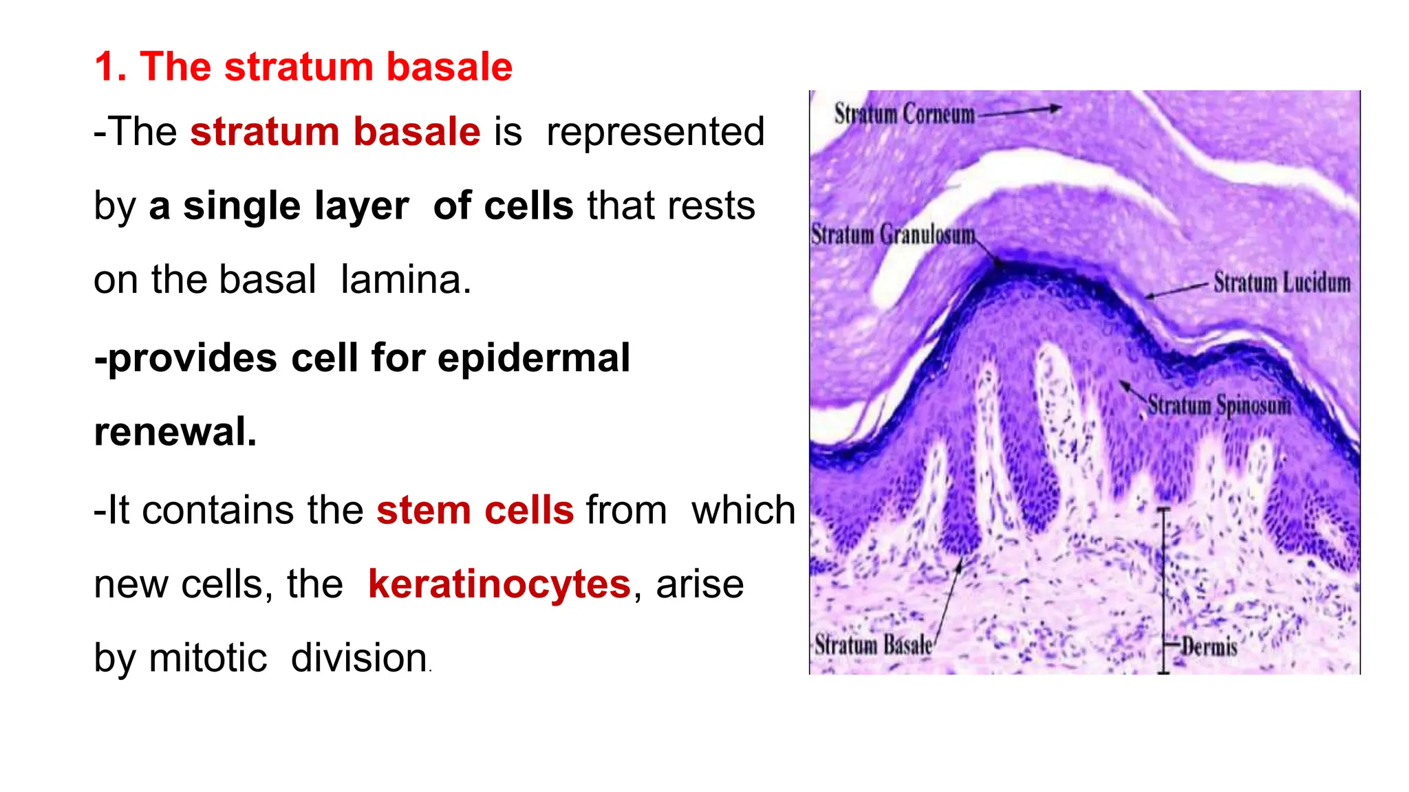 Skin Tissue - Histology and Embryrology. | PPTX | Skin and Dermatology ...