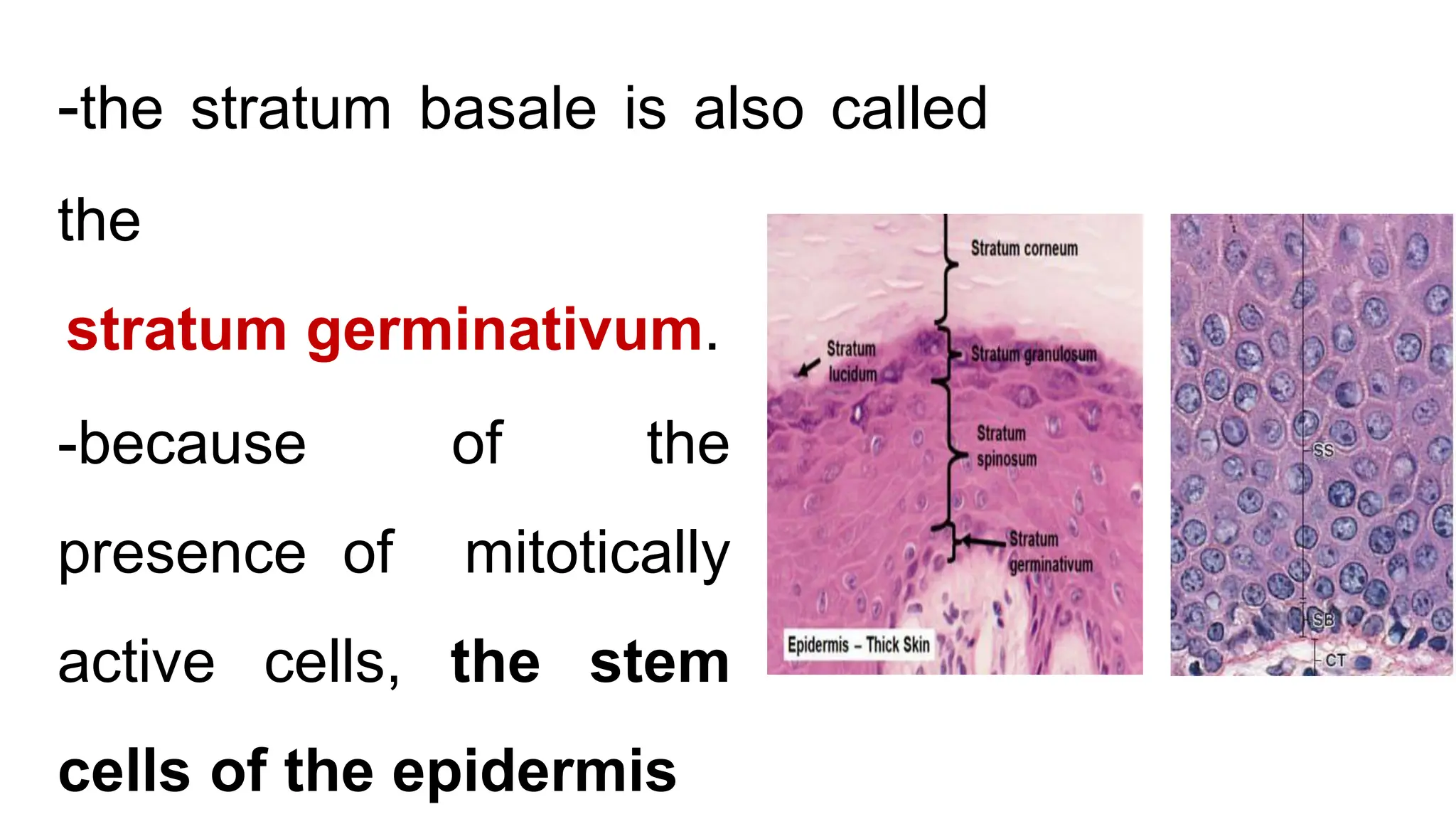 Skin Tissue - Histology and Embryrology. | PPTX | Skin and Dermatology ...