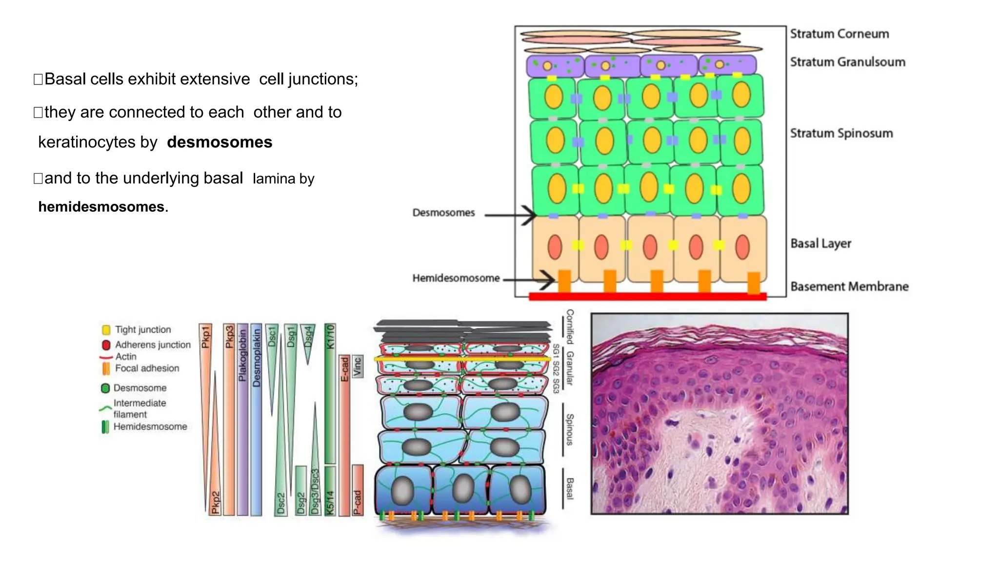 Skin Tissue - Histology and Embryrology. | PPTX