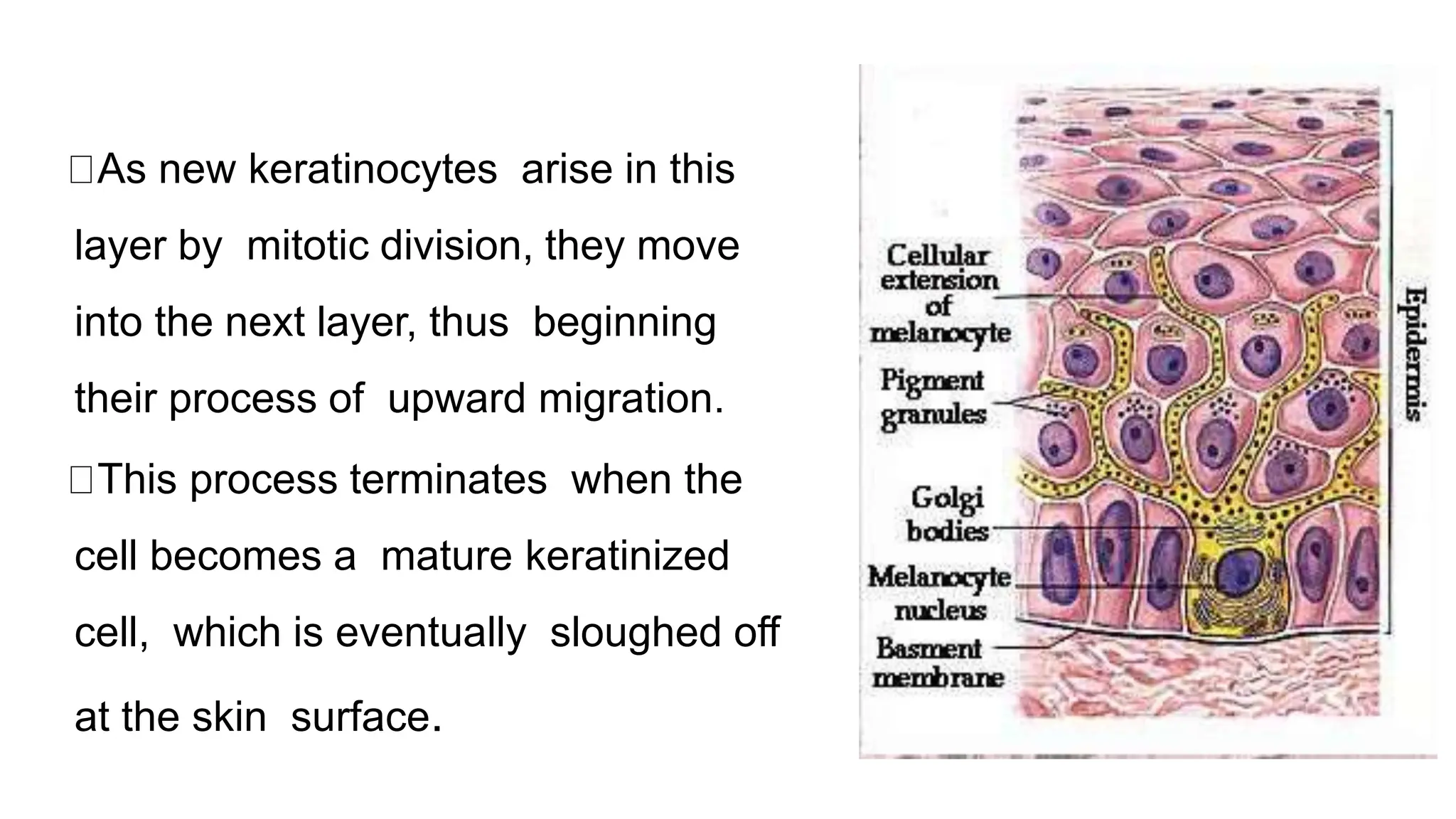Skin Tissue - Histology and Embryrology. | PPTX