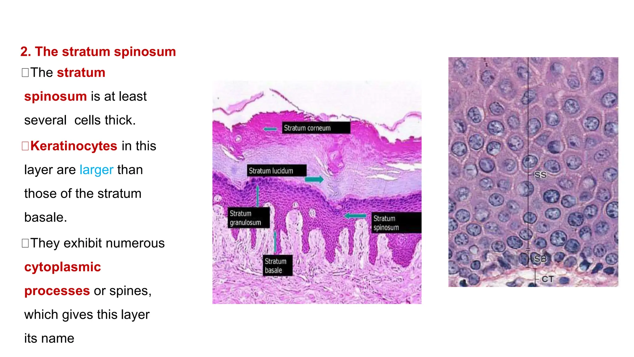 Skin Tissue - Histology and Embryrology. | PPTX