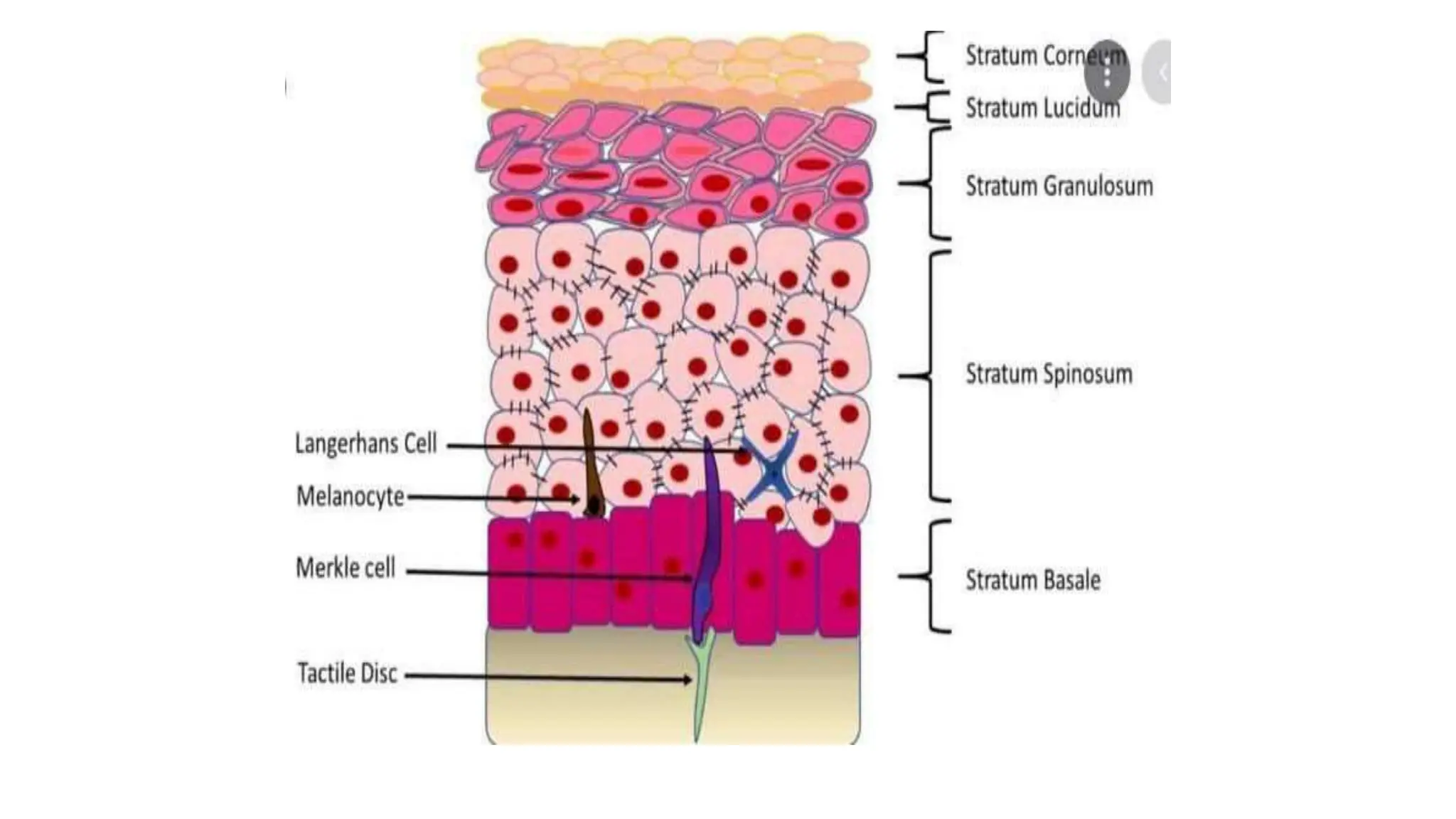 Skin Tissue - Histology and Embryrology. | PPTX