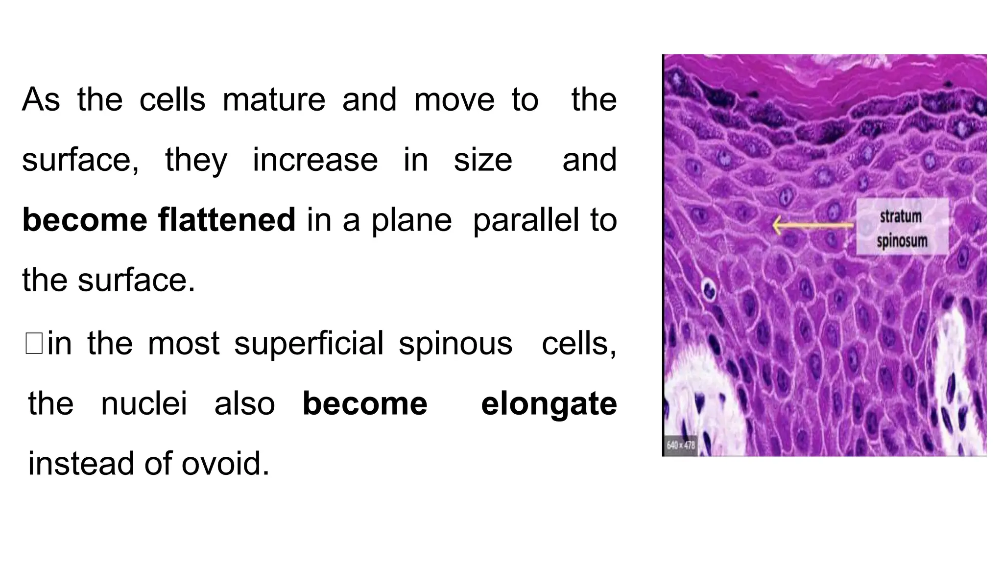 Skin Tissue - Histology and Embryrology. | PPTX