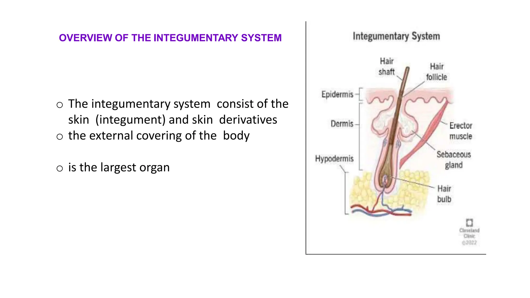 Skin Tissue - Histology and Embryrology. | PPTX