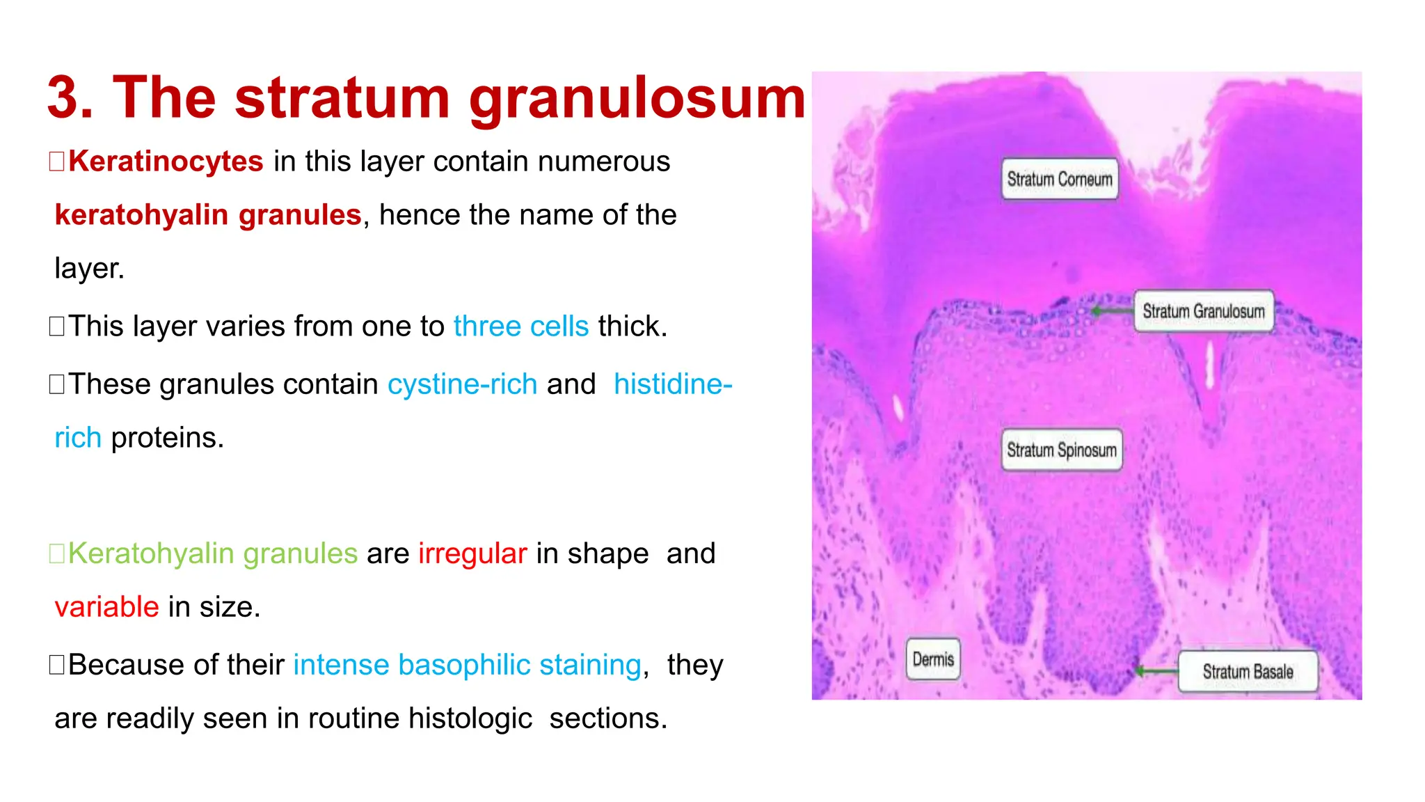 Skin Tissue - Histology and Embryrology. | PPTX