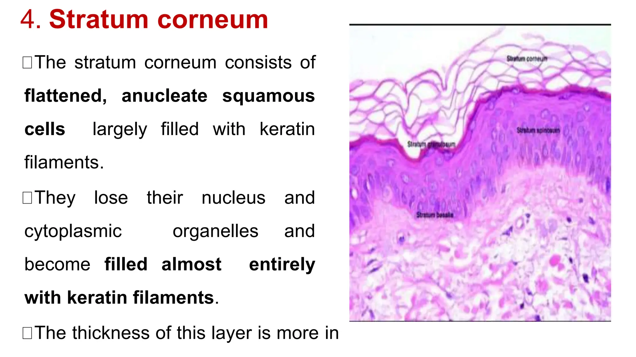 Skin Tissue - Histology and Embryrology. | PPTX