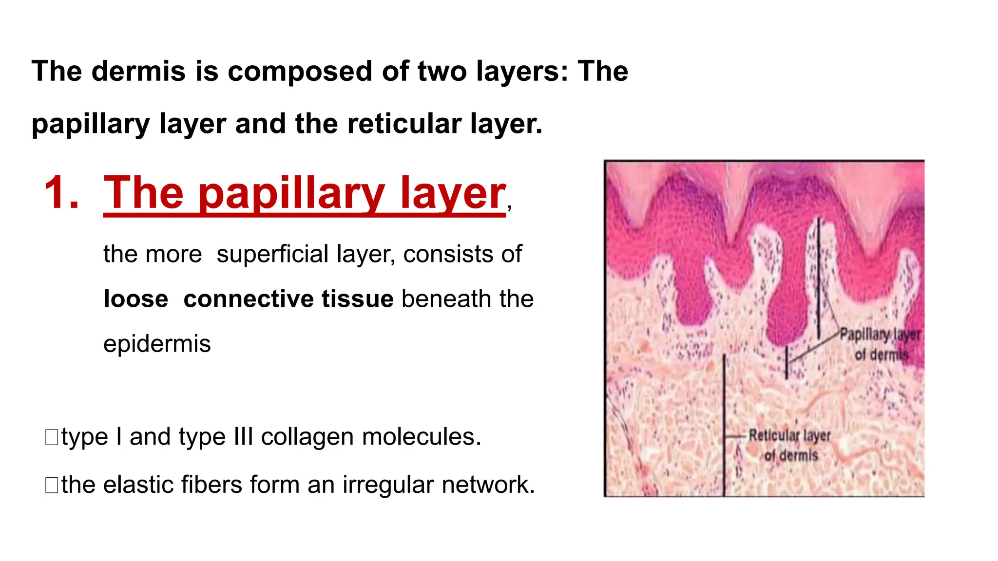 Skin Tissue - Histology and Embryrology. | PPTX