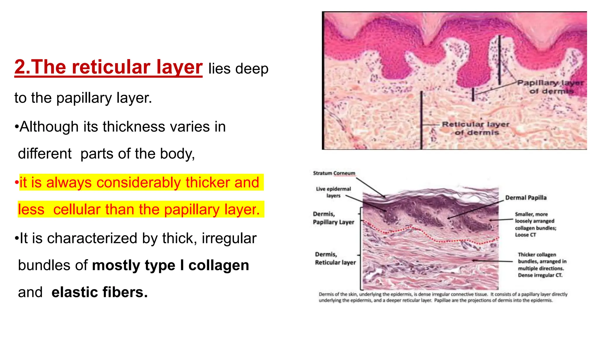Skin Tissue - Histology and Embryrology. | PPTX
