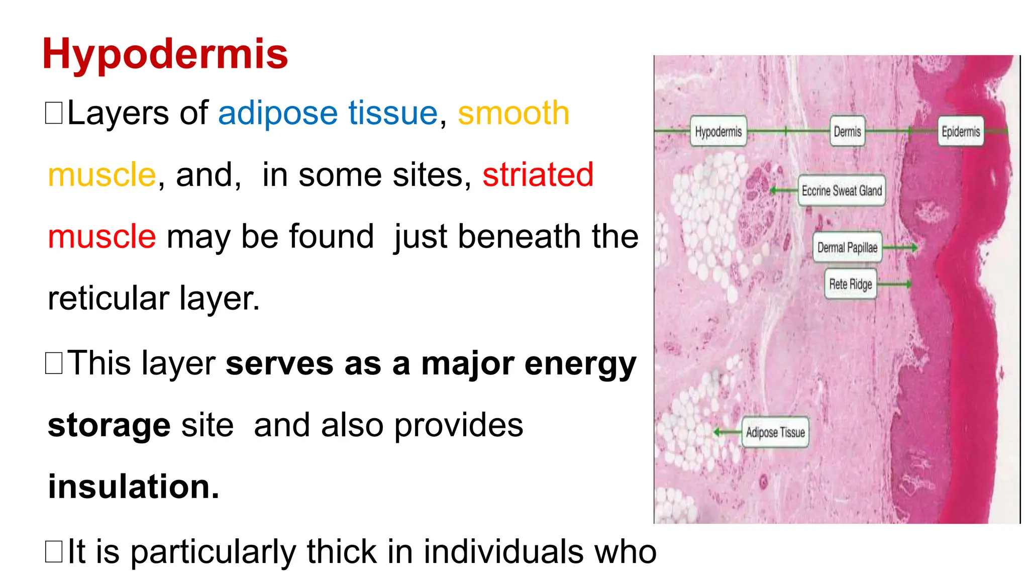 Skin Tissue - Histology and Embryrology. | PPTX
