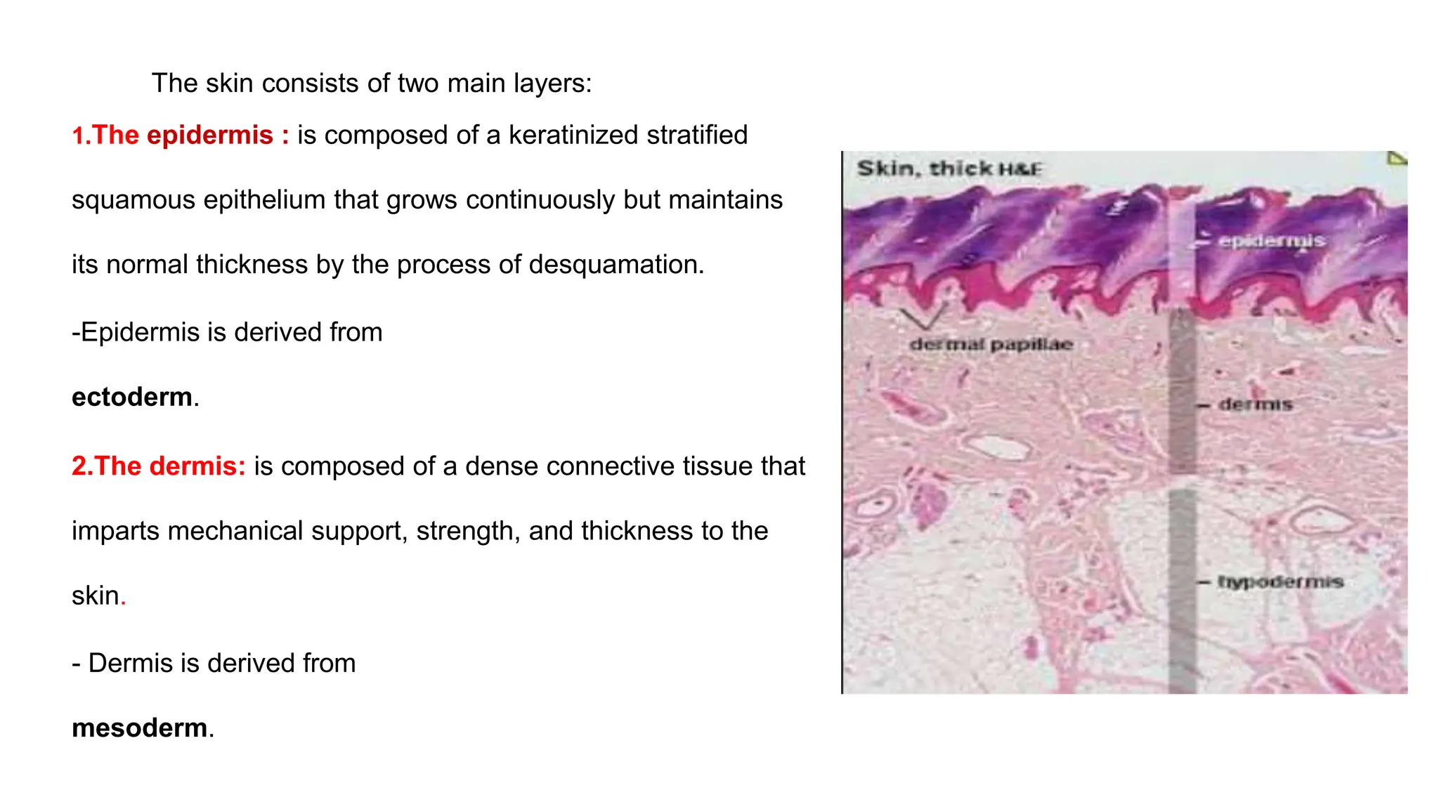 Skin Tissue - Histology and Embryrology. | PPTX