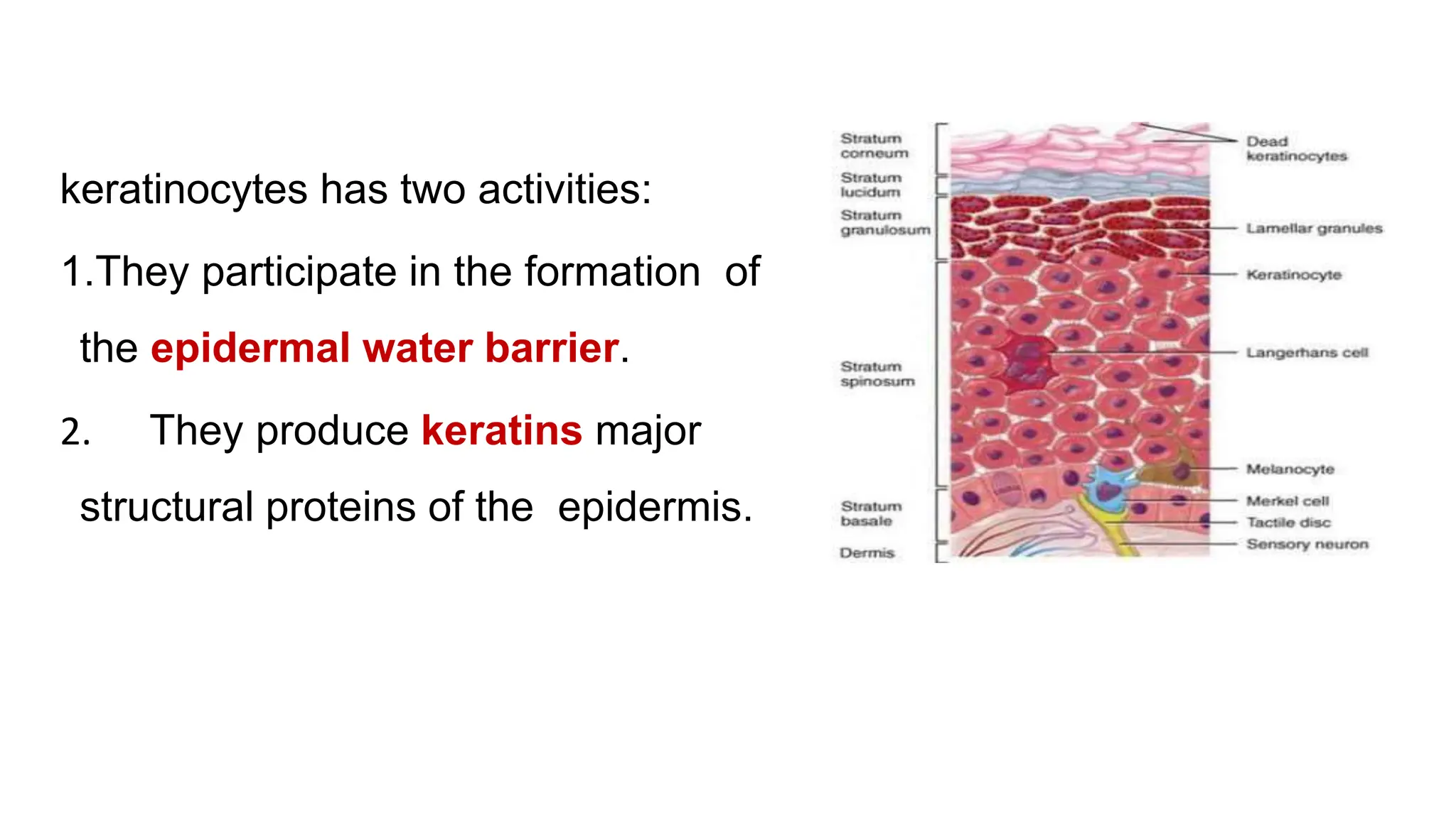 Skin Tissue - Histology and Embryrology. | PPTX