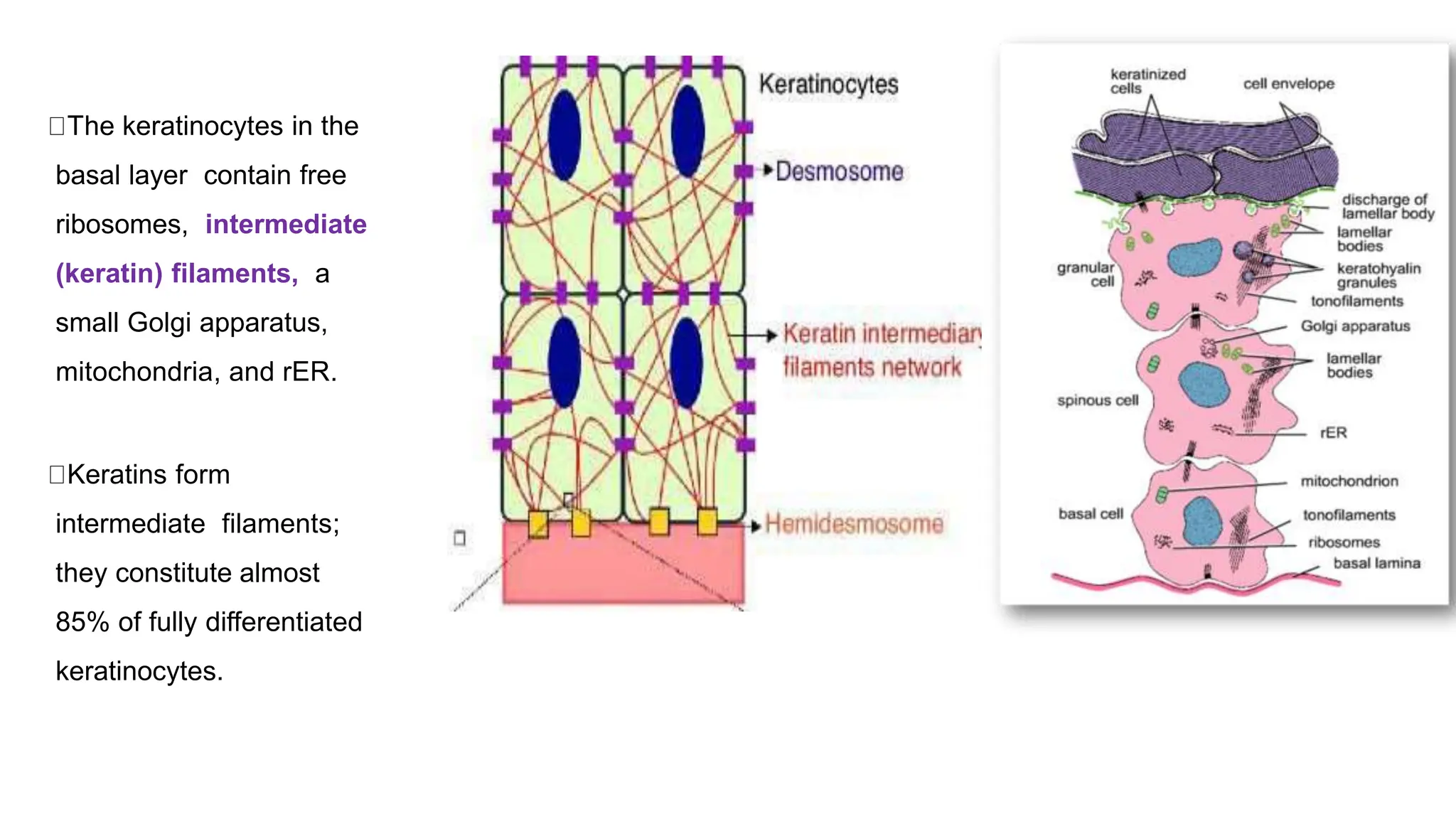 Skin Tissue - Histology and Embryrology. | PPTX