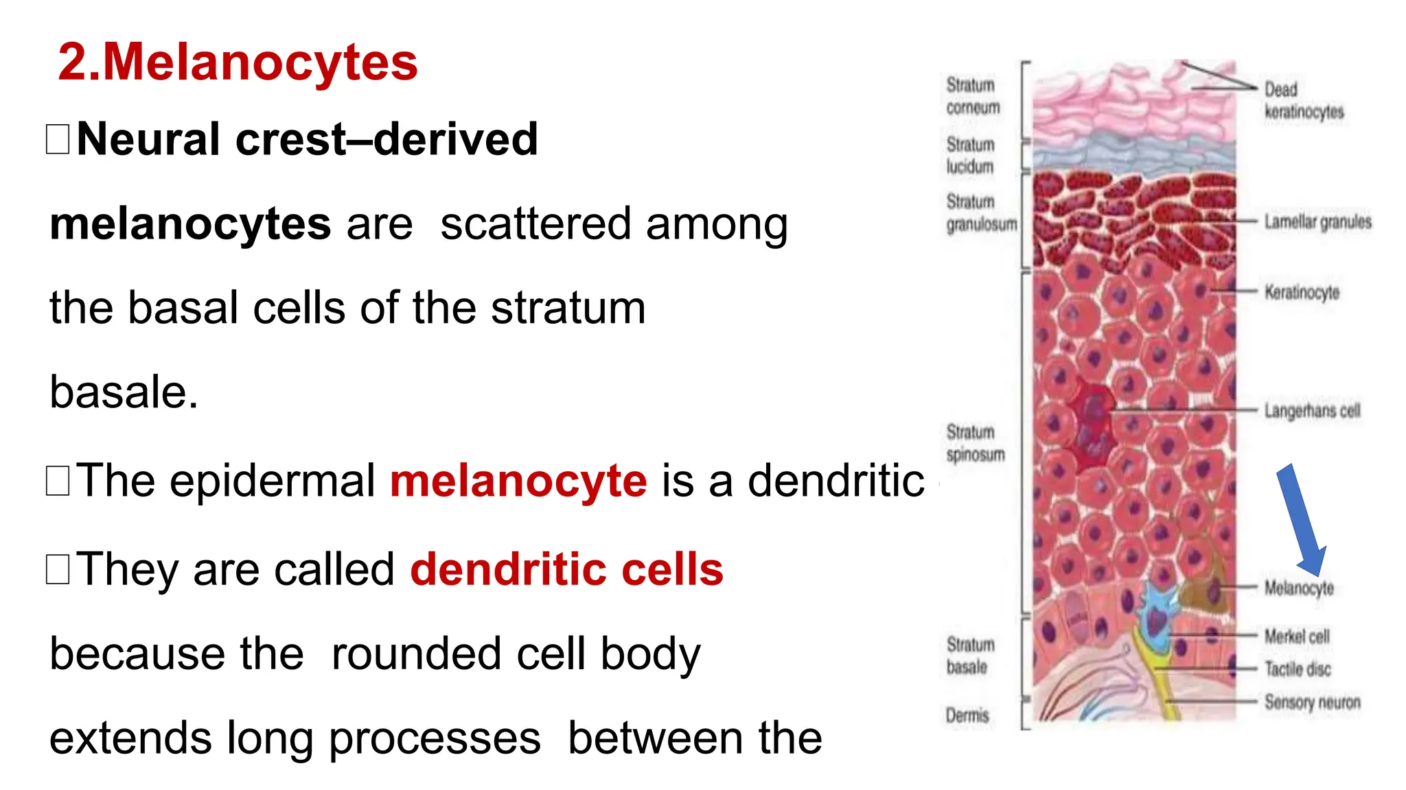 Skin Tissue - Histology and Embryrology. | PPTX