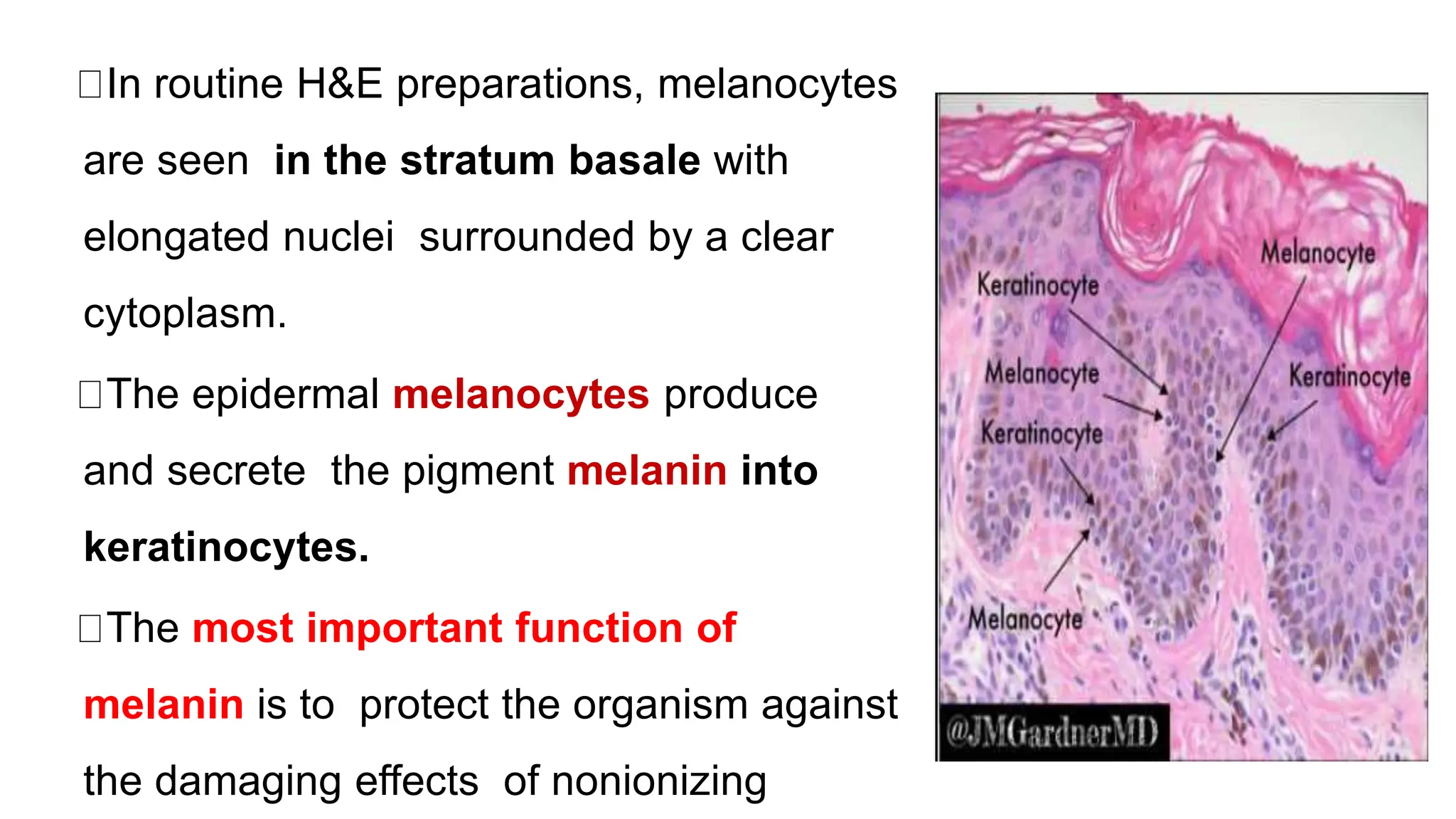 Skin Tissue - Histology and Embryrology. | PPTX