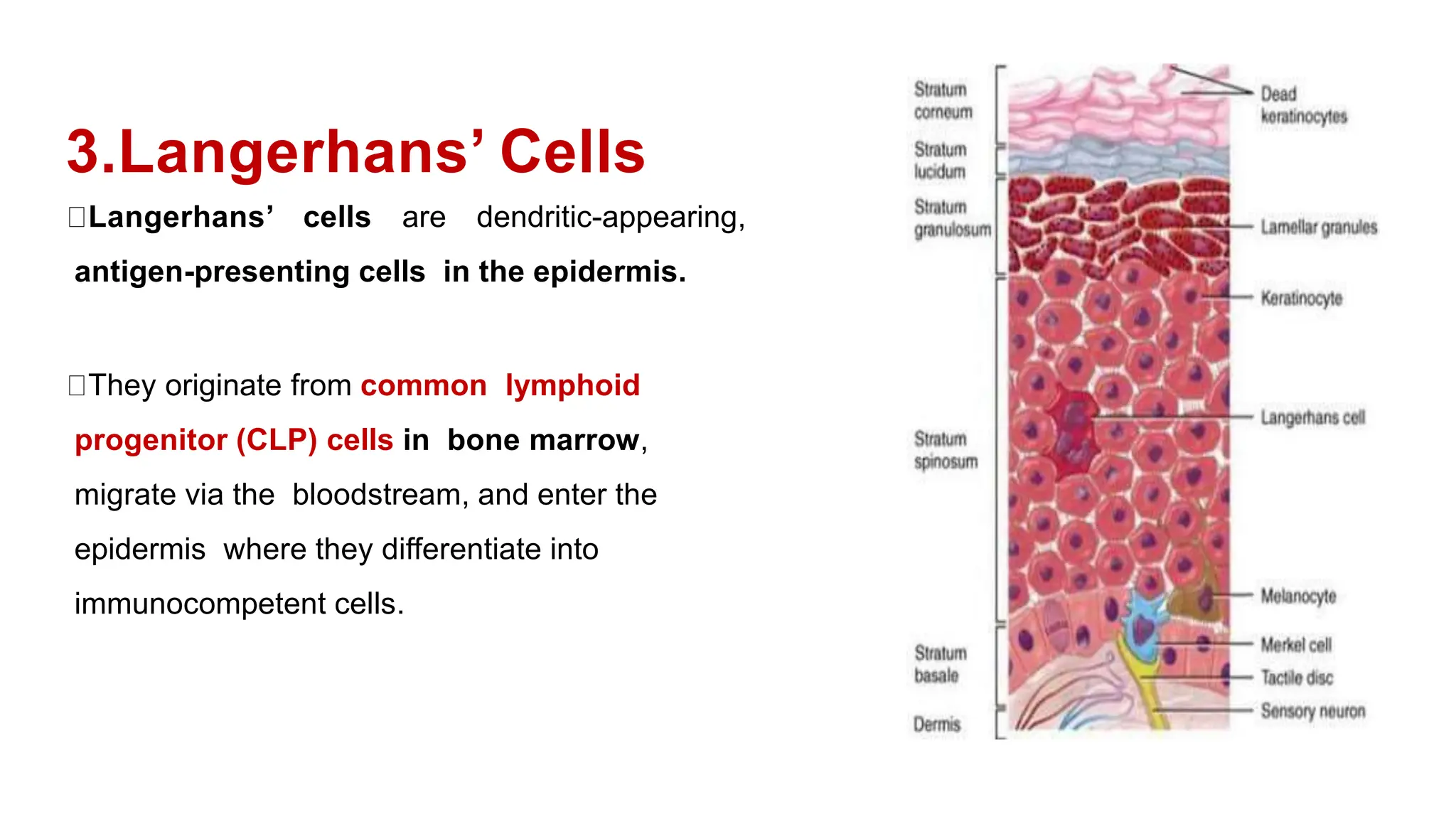 Skin Tissue - Histology and Embryrology. | PPTX