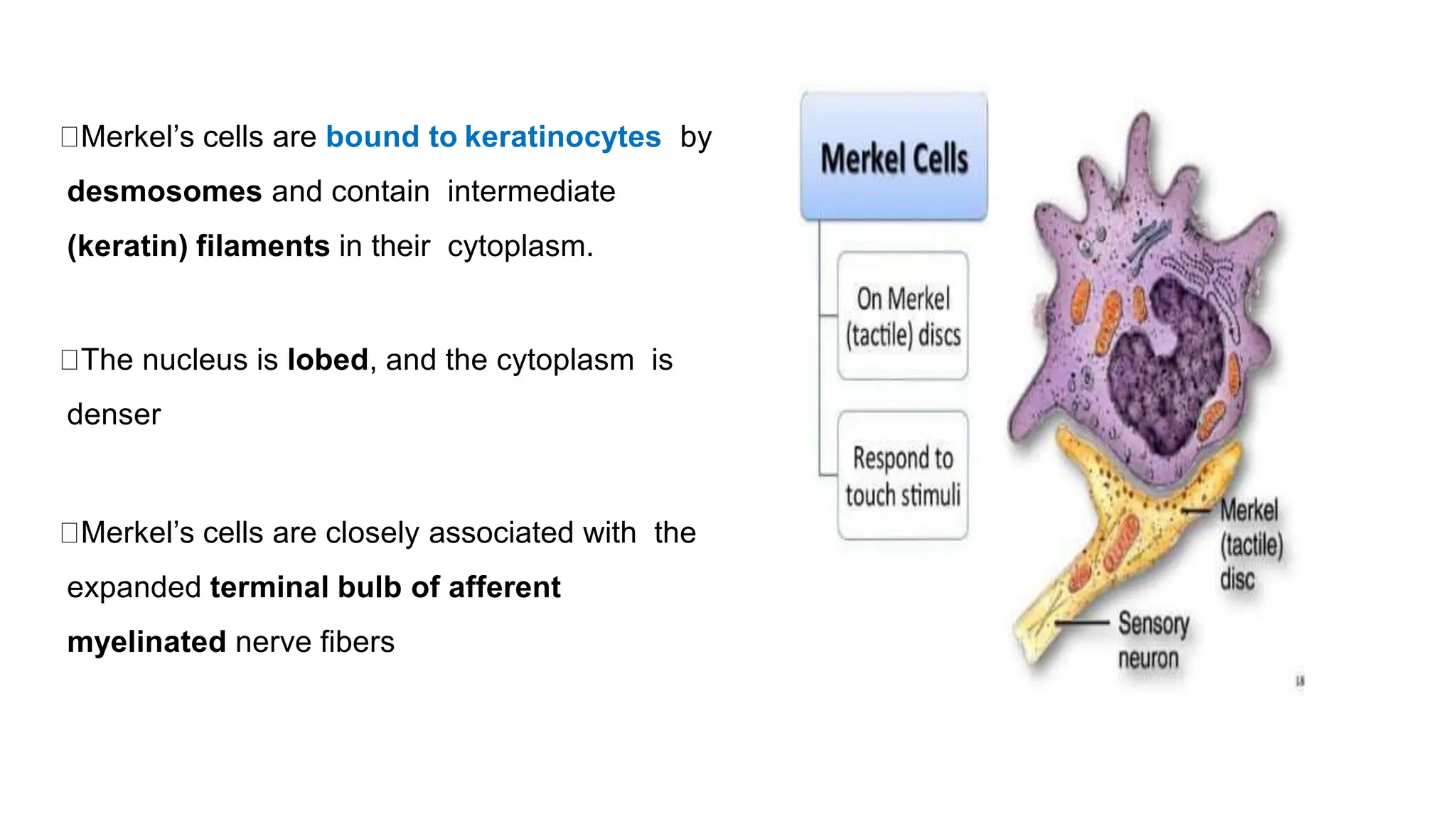 Skin Tissue - Histology and Embryrology. | PPTX