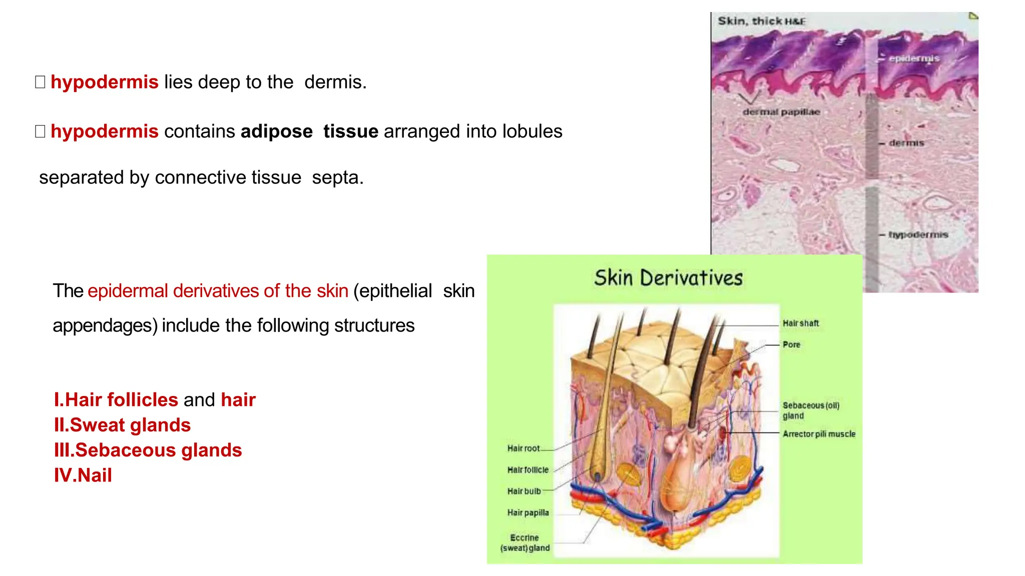 Skin Tissue - Histology and Embryrology. | PPTX