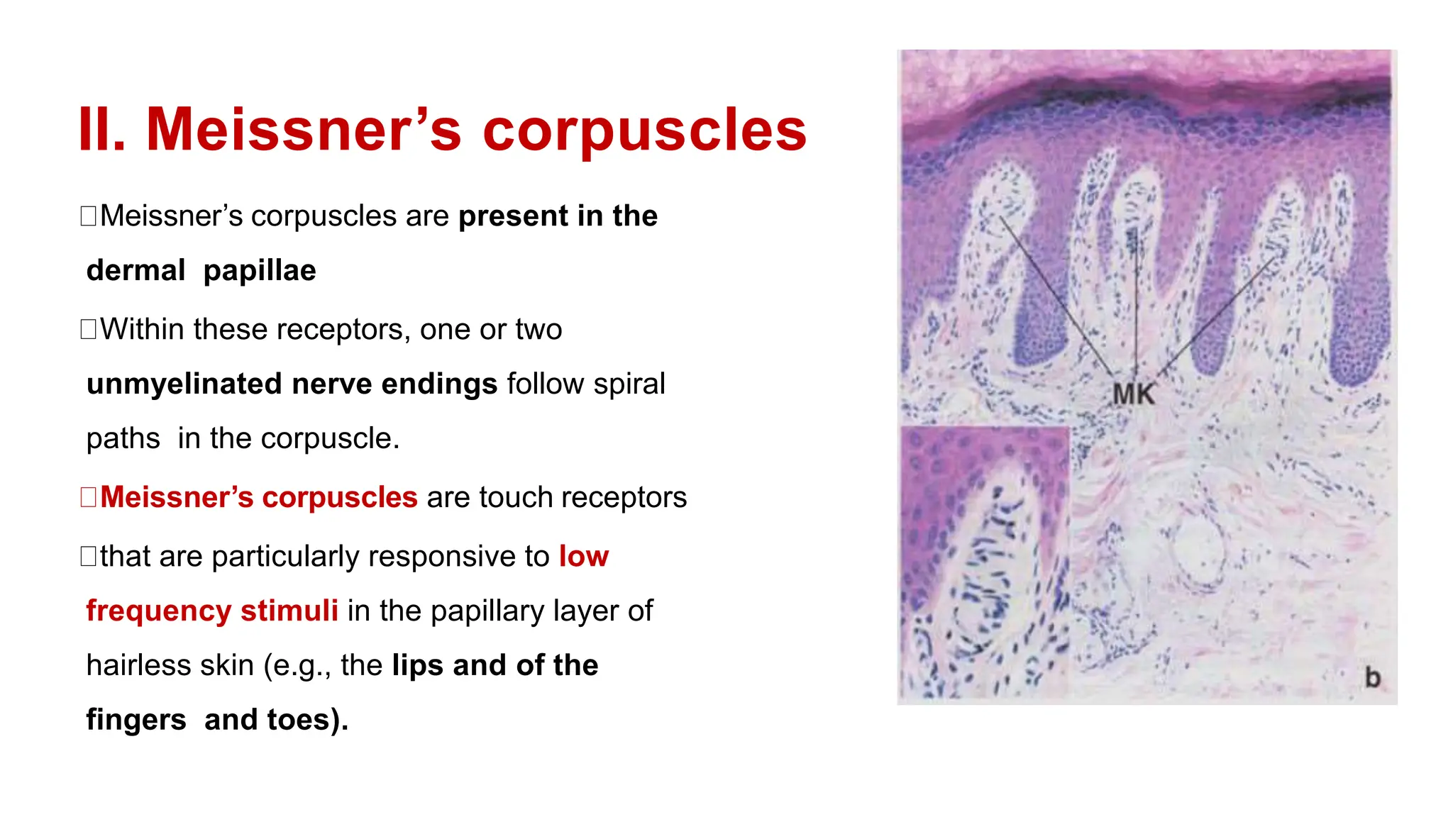 Skin Tissue - Histology and Embryrology. | PPTX
