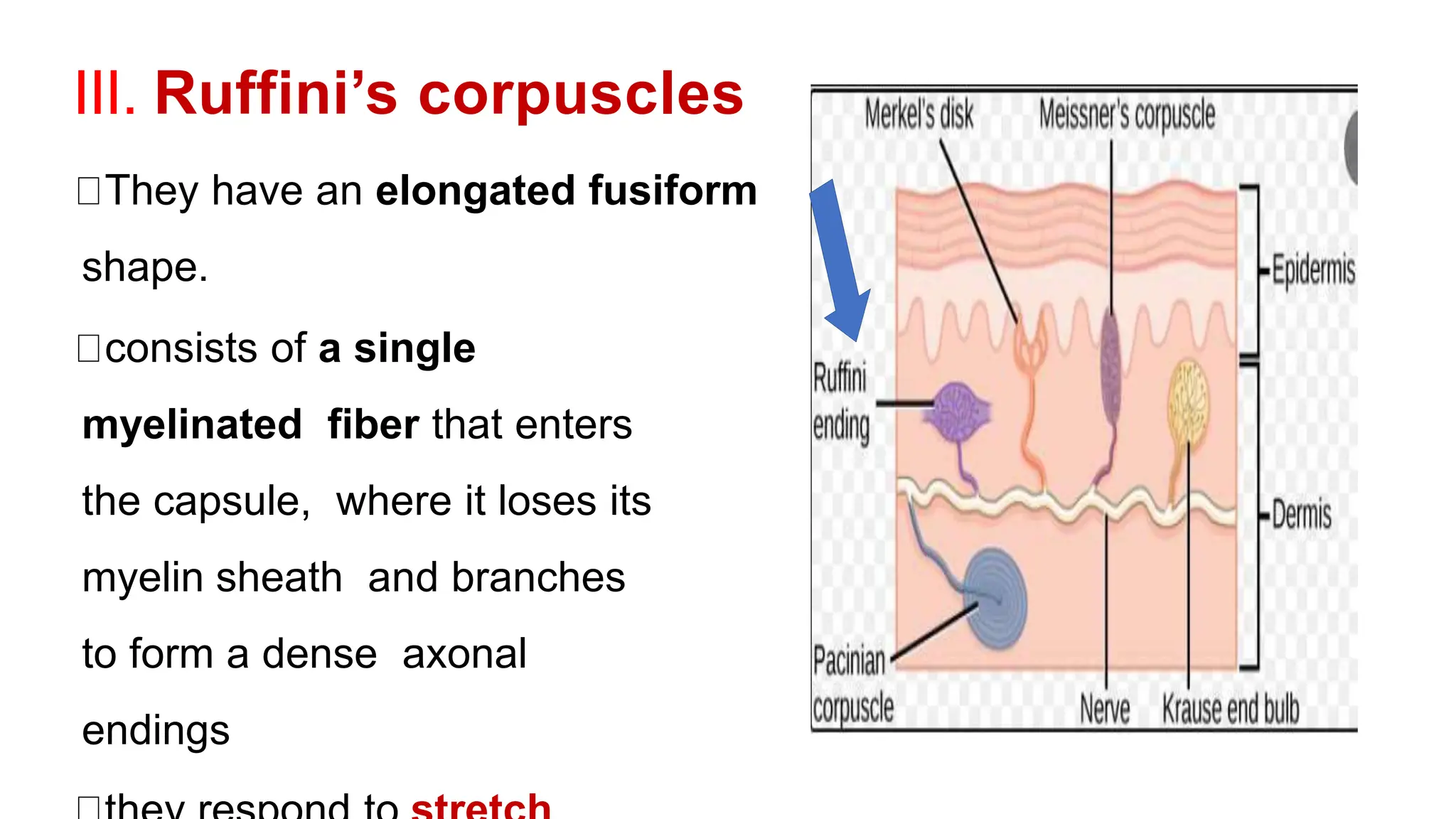 Skin Tissue - Histology and Embryrology. | PPTX